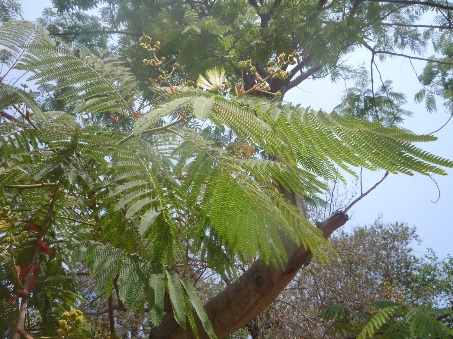 Albizia chinensis - Mazhar Botanic Garden