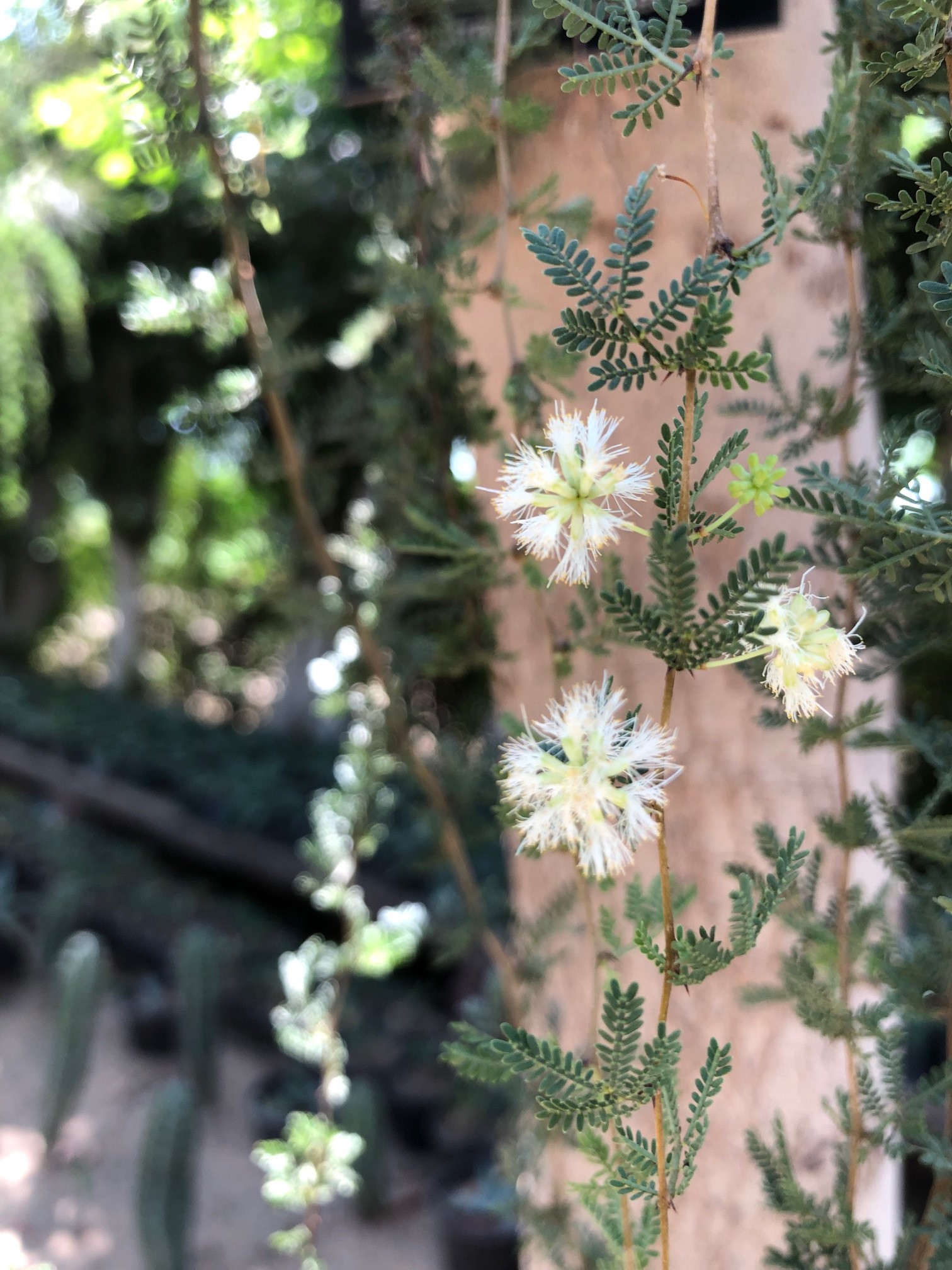 Acacia bellula - Mazhar Botanic Garden