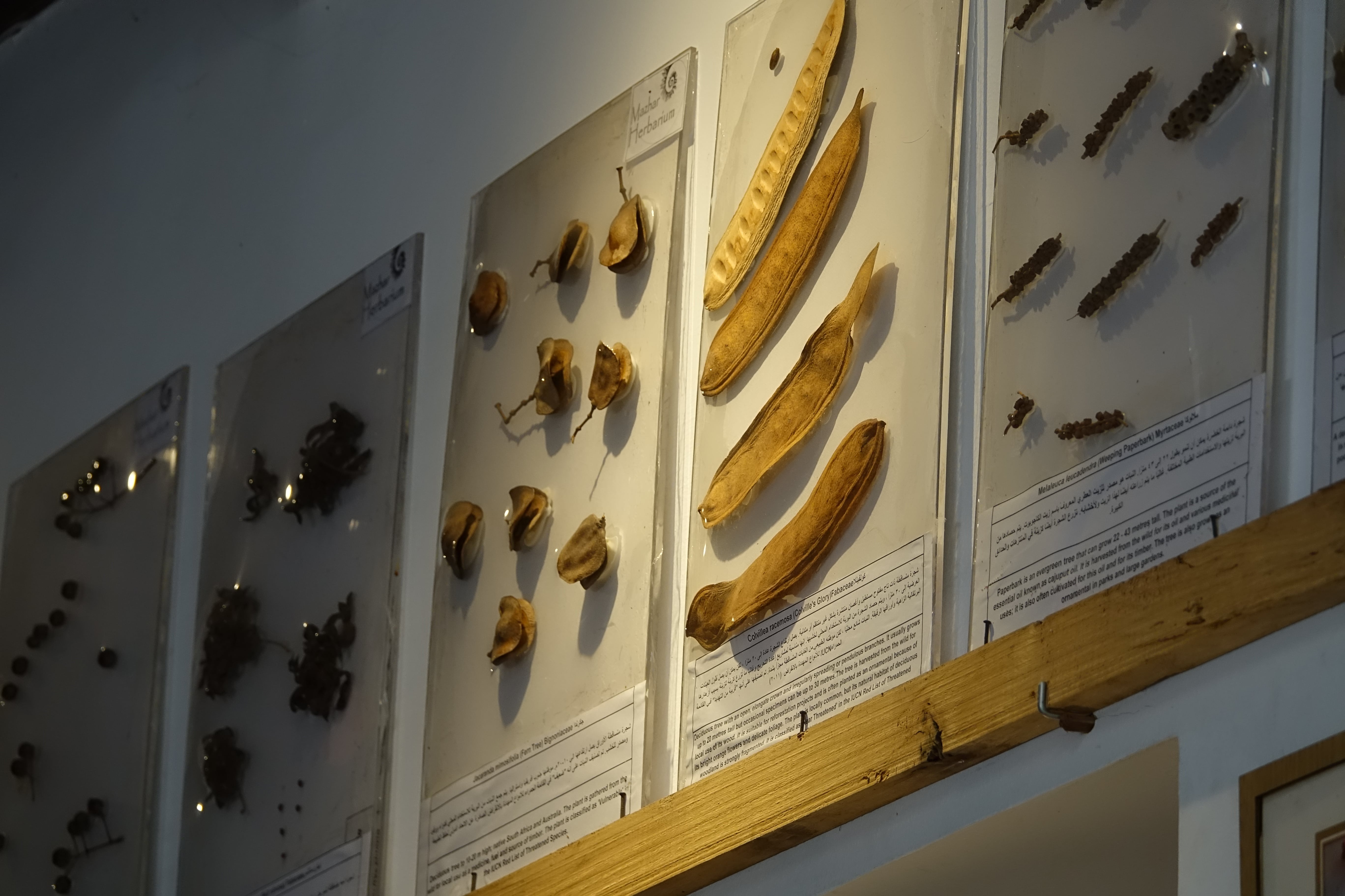 Mazhar Herbarium - Mazhar Botanic Garden