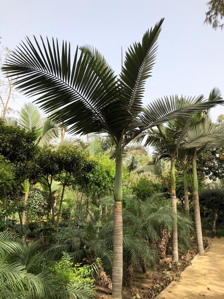 Archontophoenix alexandrae - Mazhar Botanic Garden