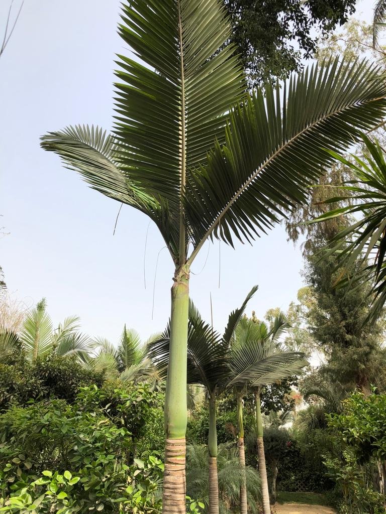 Archontophoenix alexandrae - Mazhar Botanic Garden