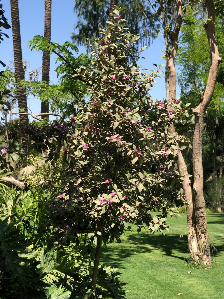 Lagunaria patersonia - Mazhar Botanic Garden