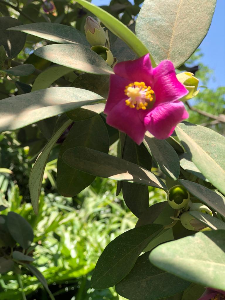 Lagunaria patersonia - Mazhar Botanic Garden