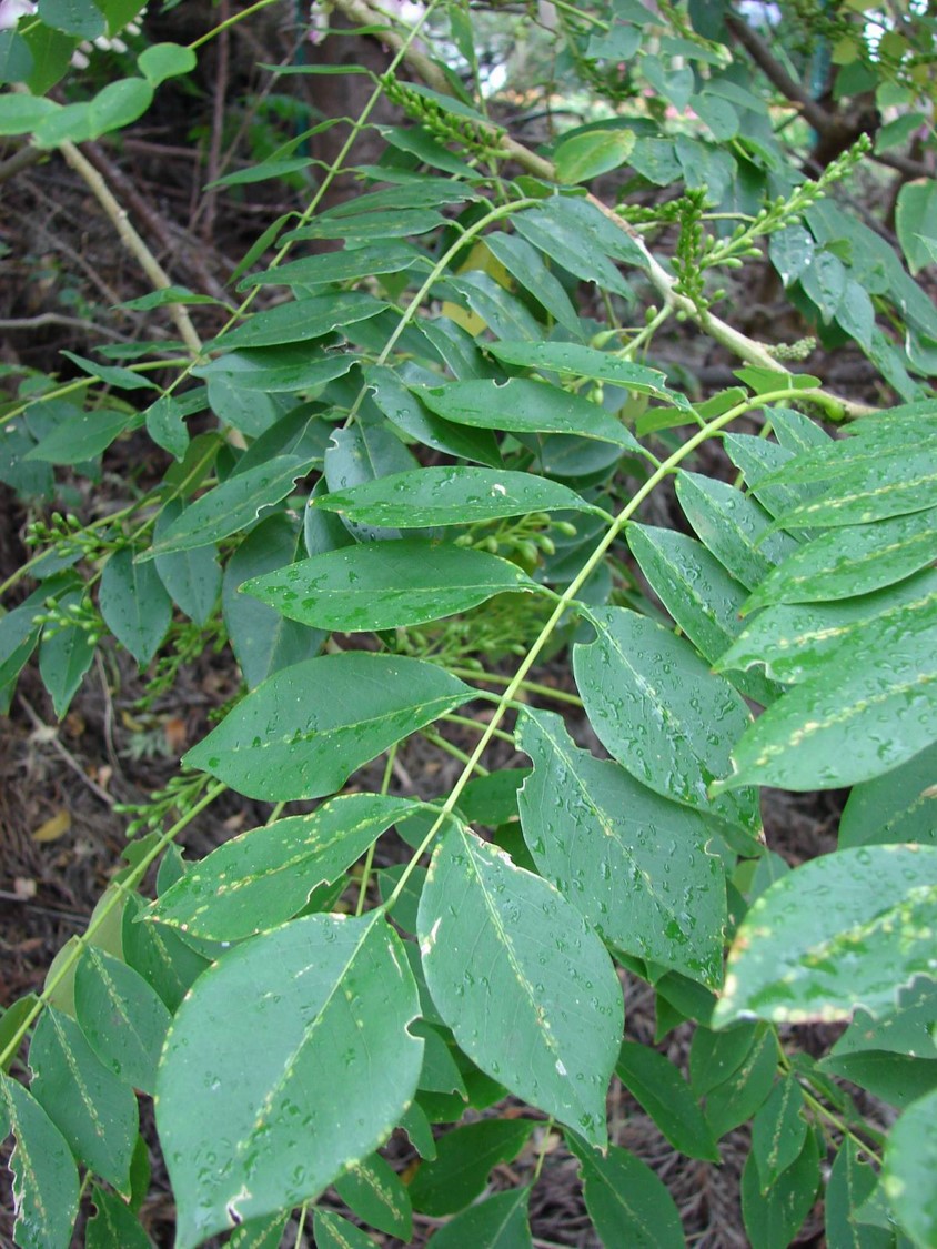 Gliricidia sepium - Mazhar Botanic Garden