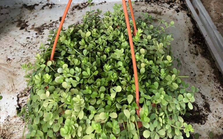 Peperomia clusiifolia - Mazhar Botanic Garden