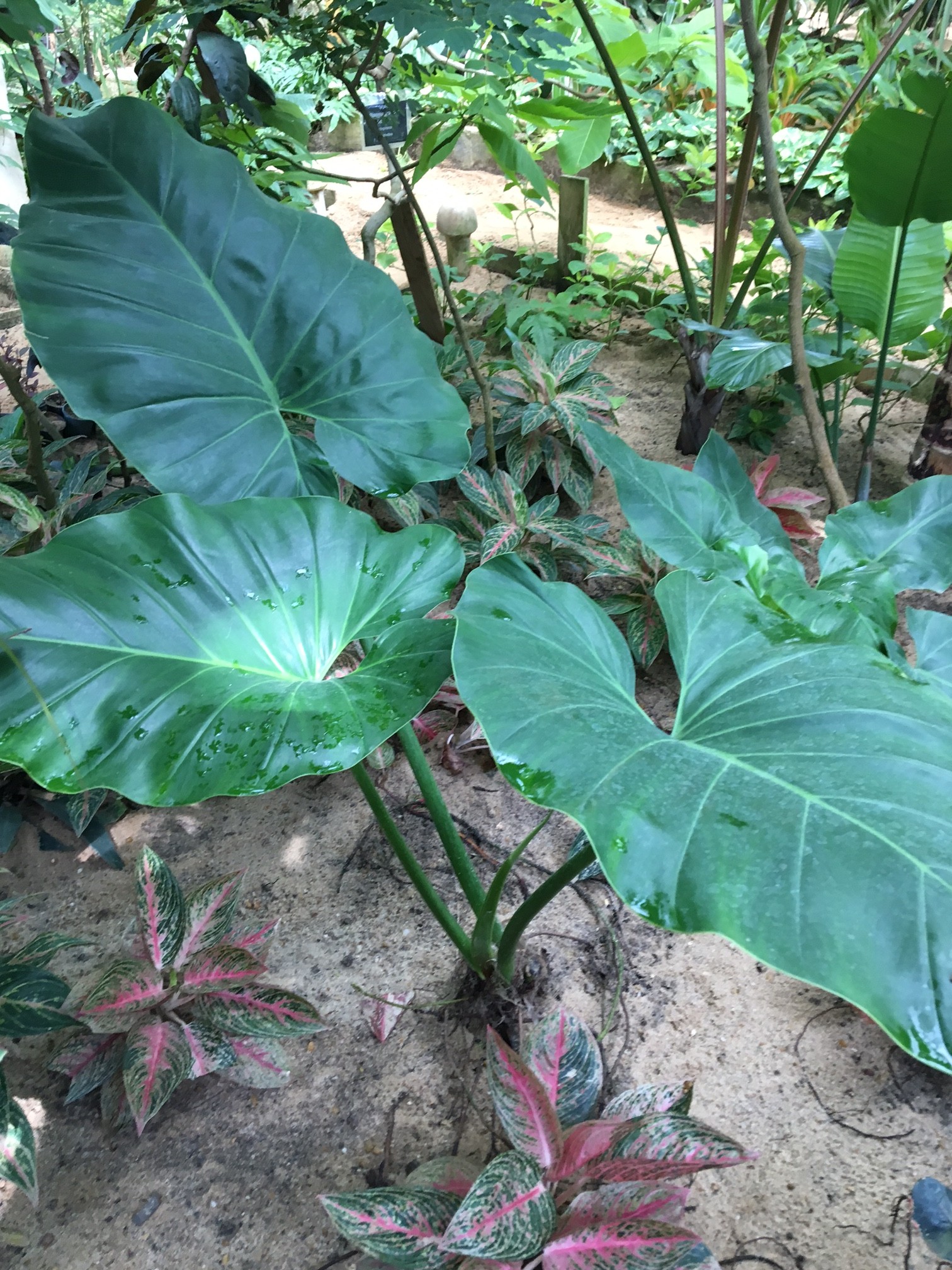 Philodendron giganteum - Mazhar Botanic Garden