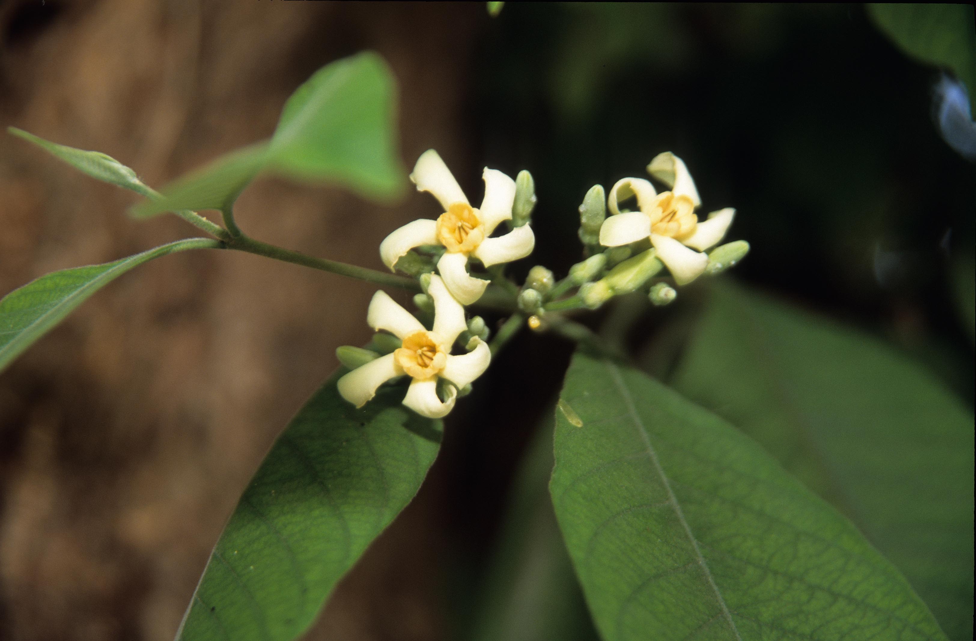 Wrightia arborea - Mazhar Botanic Garden
