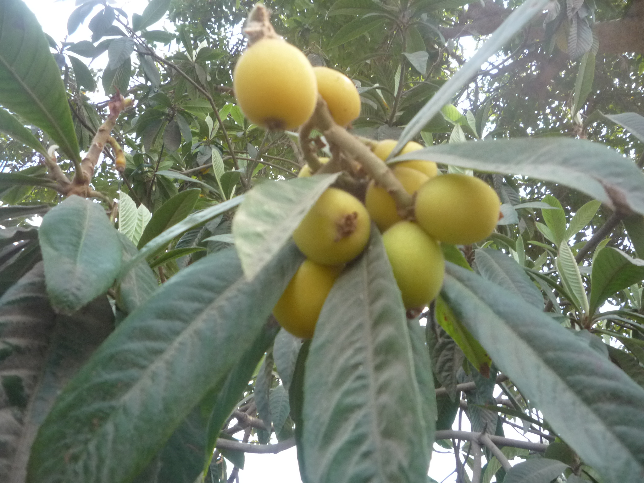 Eriobotrya japonica - Mazhar Botanic Garden