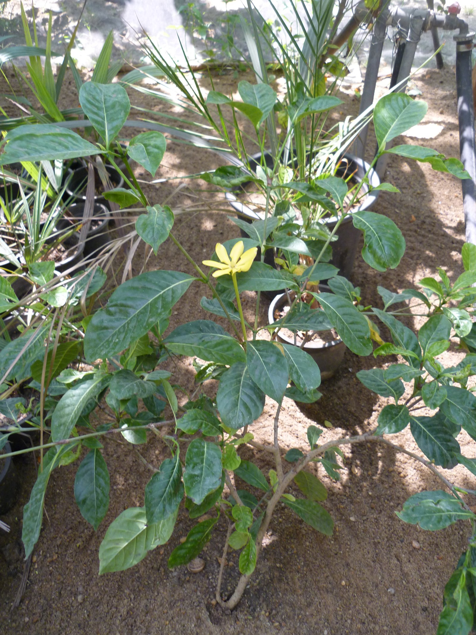 Gardenia carinata - Mazhar Botanic Garden