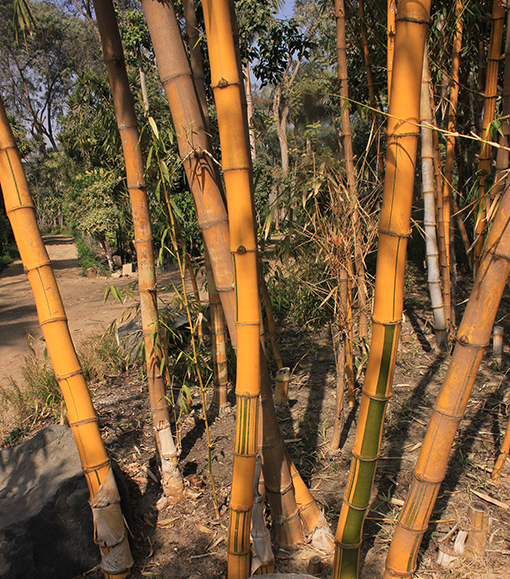 Bambusa vulgaris - Mazhar Botanic Garden