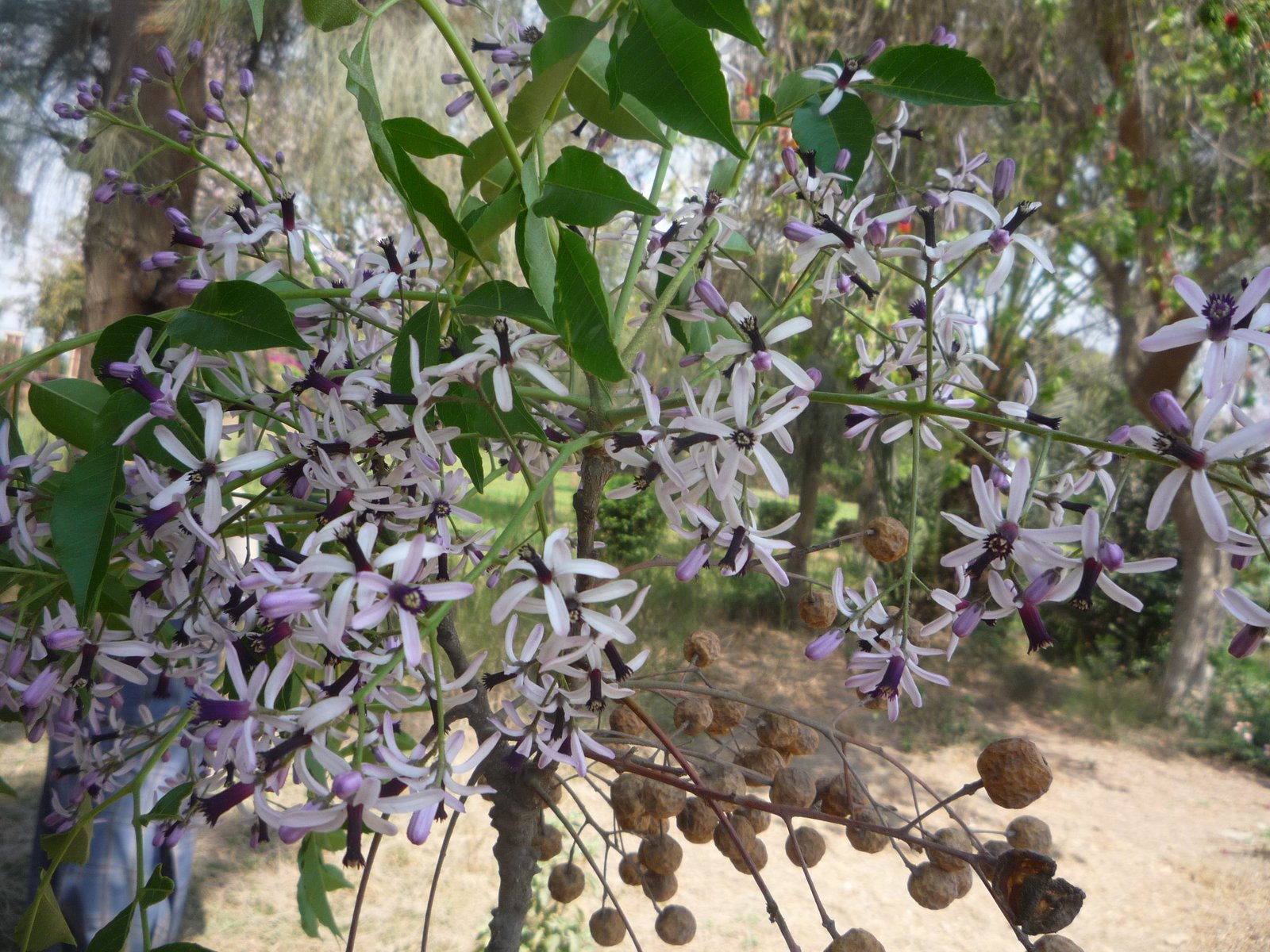 Melia azedarach - Mazhar Botanic Garden