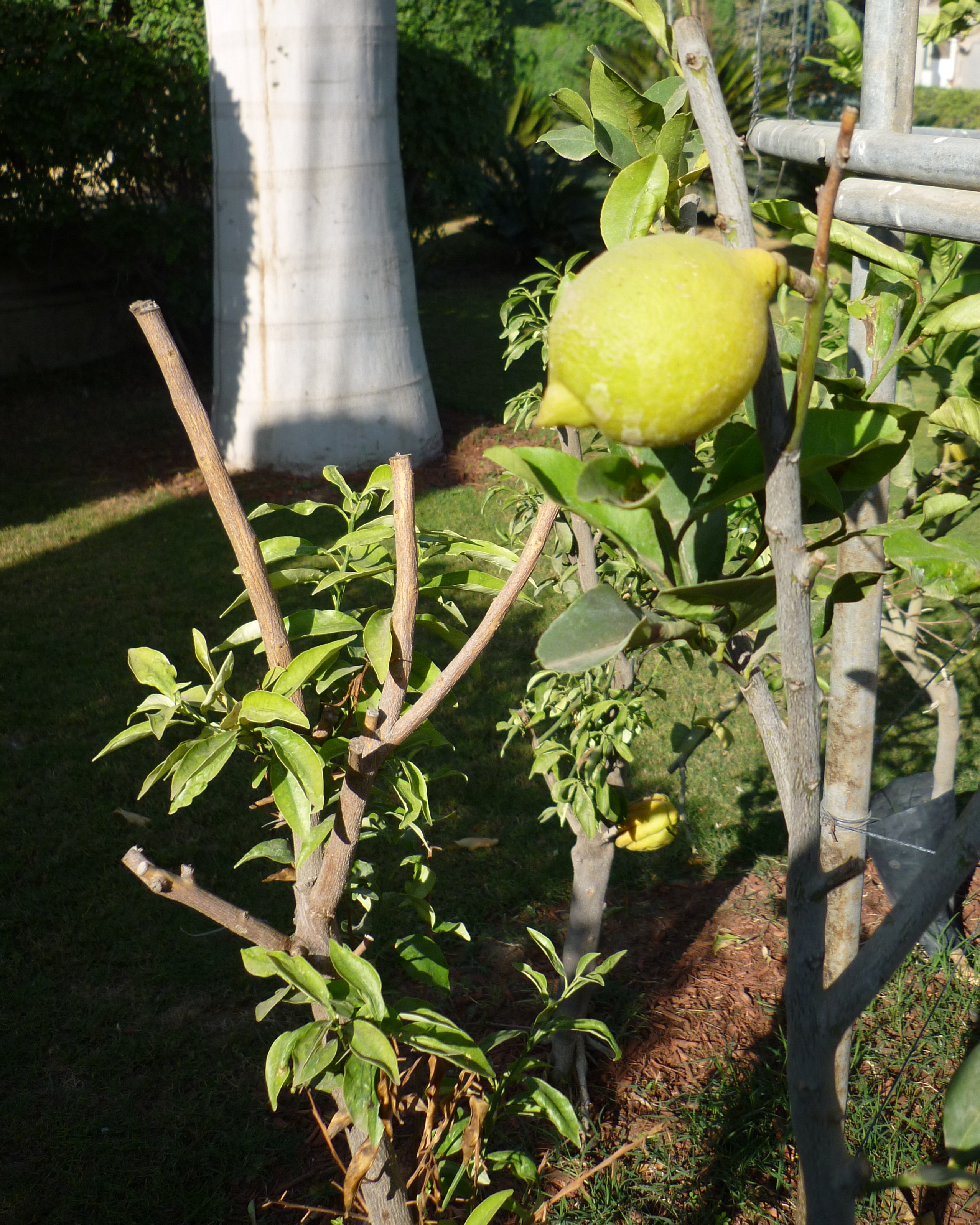 Citrus limon - Mazhar Botanic Garden