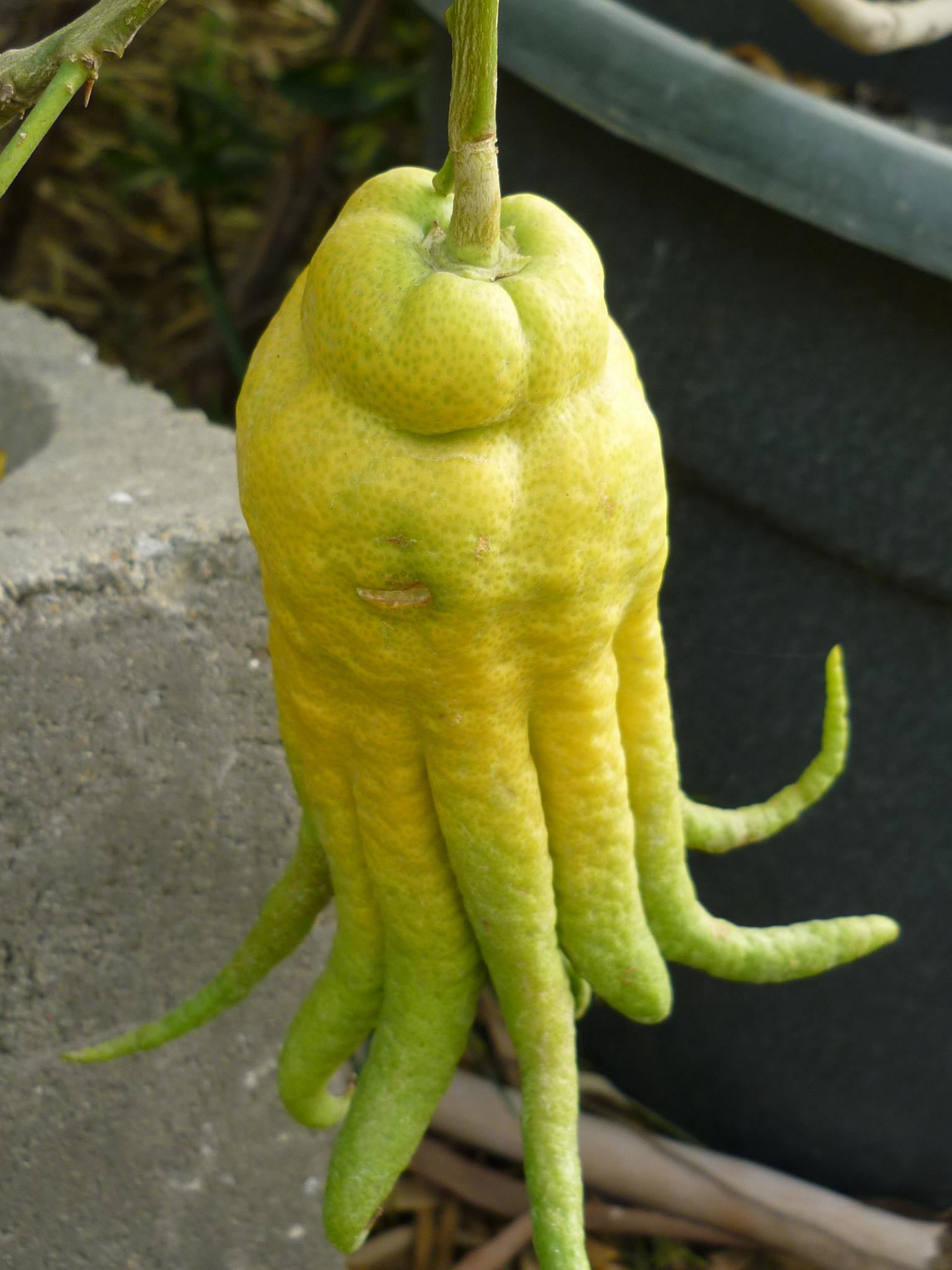 Citrus medica - Mazhar Botanic Garden