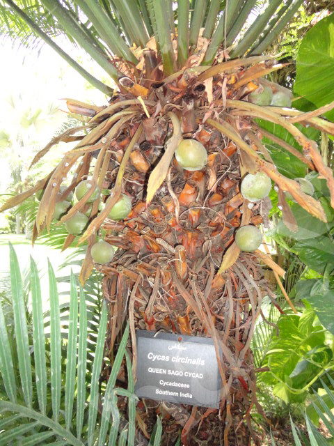 Cycas circinalis - Mazhar Botanic Garden