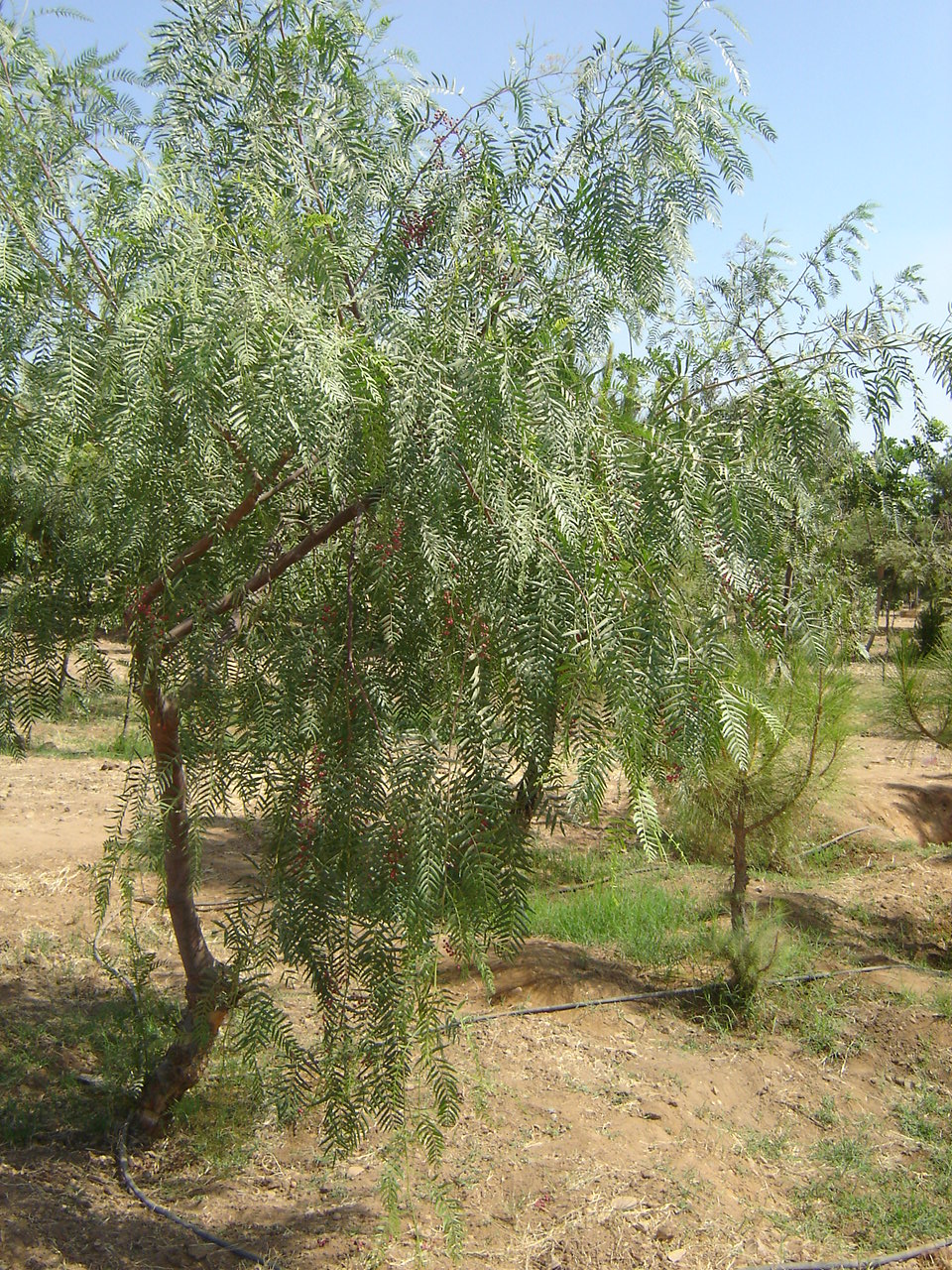Schinus molle - Mazhar Botanic Garden