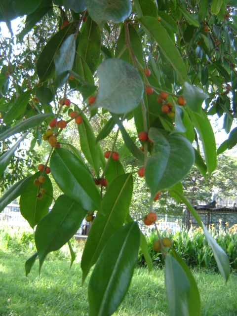 Ficus thonningii - Mazhar Botanic Garden