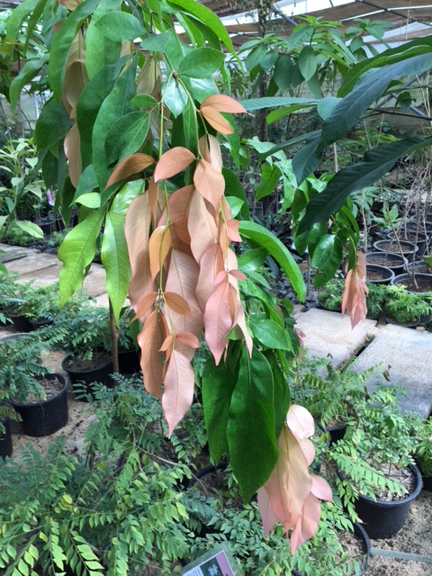 Maniltoa grandiflora - Mazhar Botanic Garden