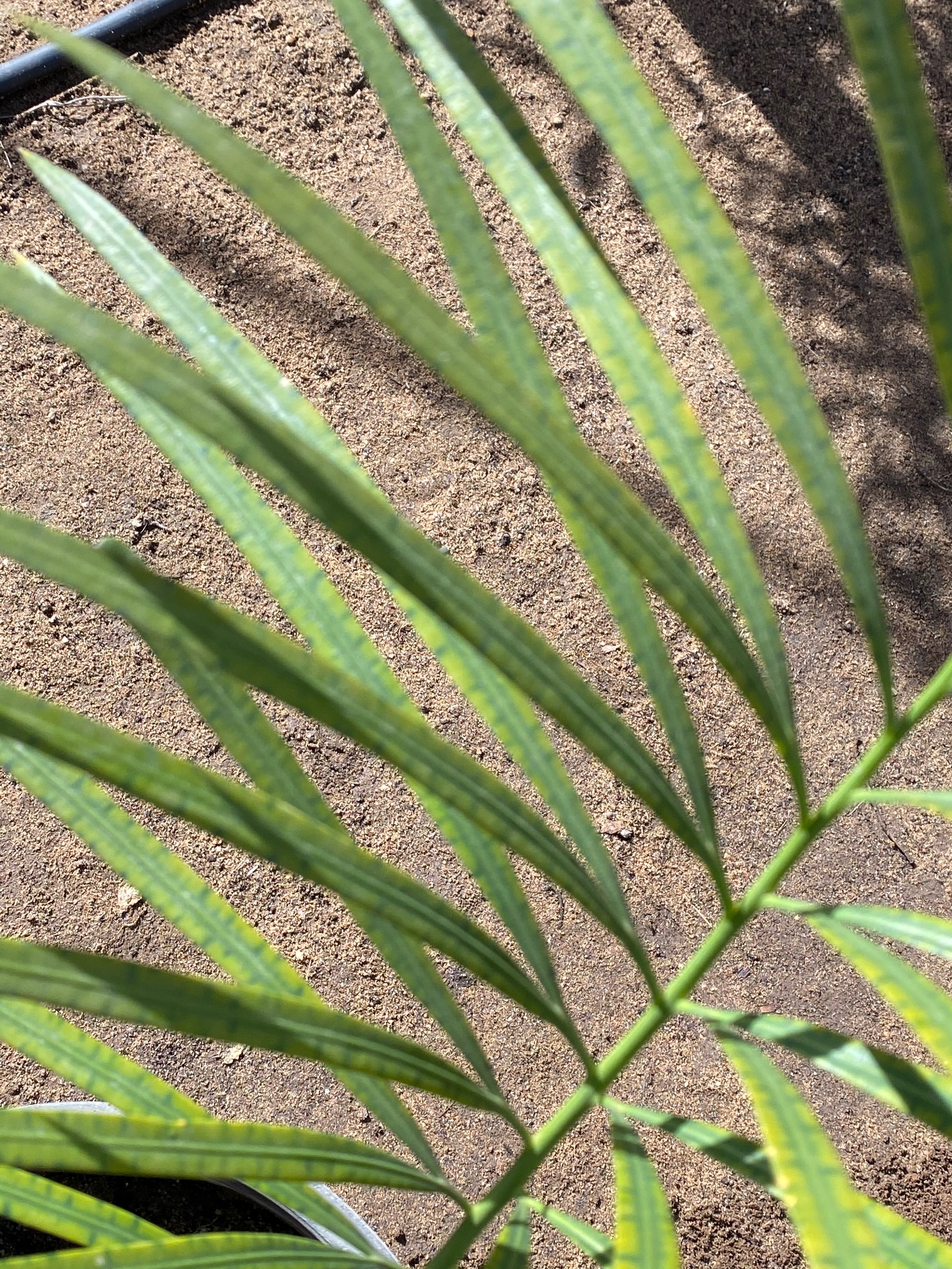 Cycas multipinnata - Mazhar Botanic Garden