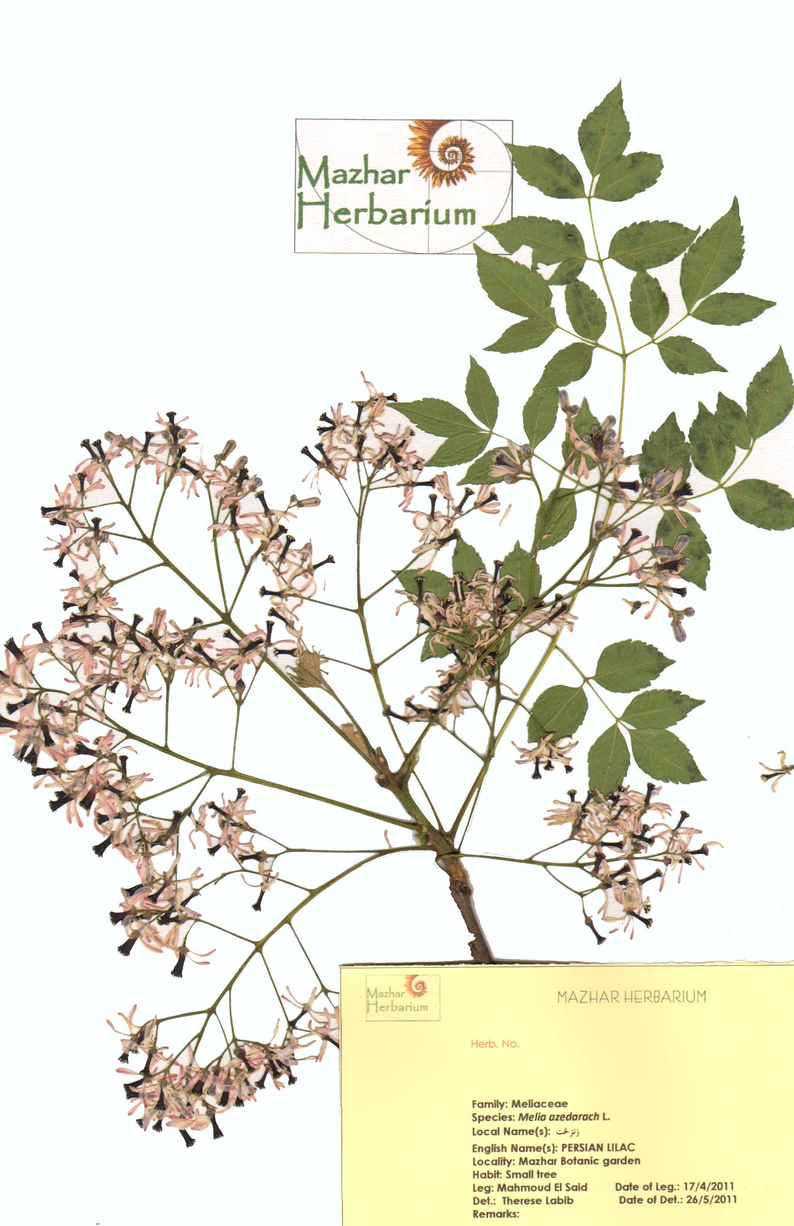 Melia azedarach - Mazhar Botanic Garden