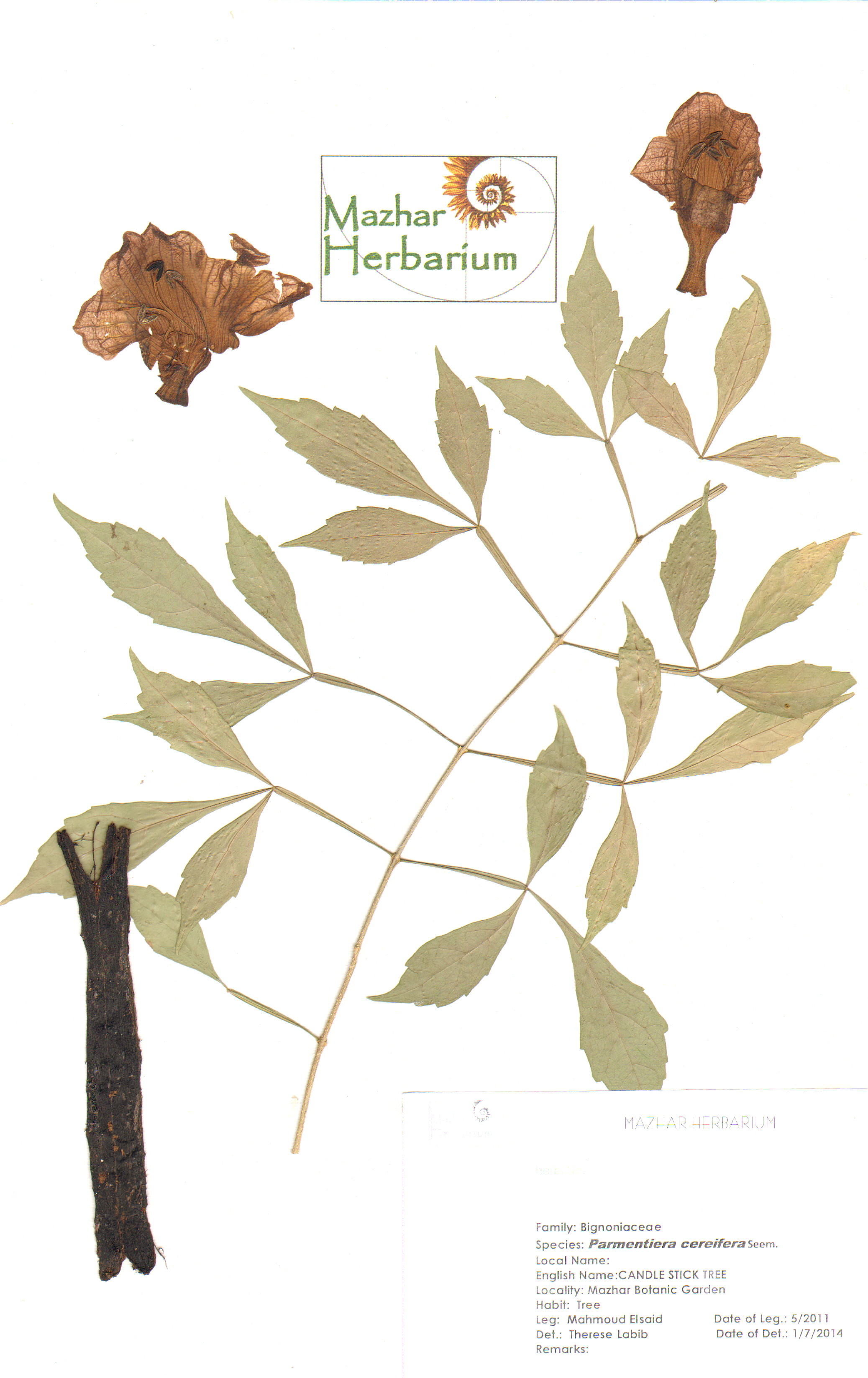 Parmentiera cereifera - Mazhar Botanic Garden
